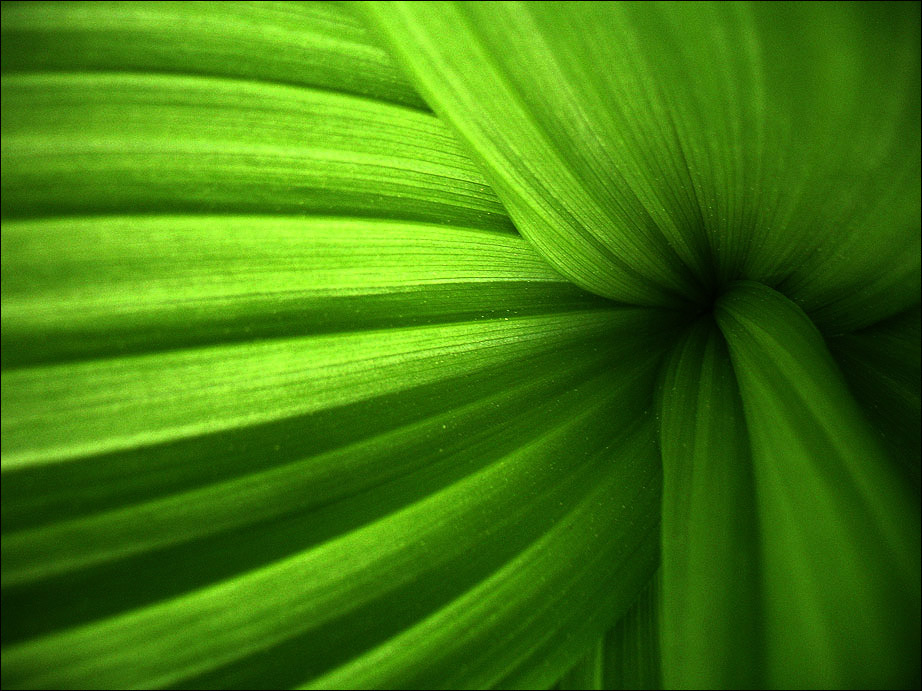 Planet Shoopop Fun Portfolio - Nature Designs Photography